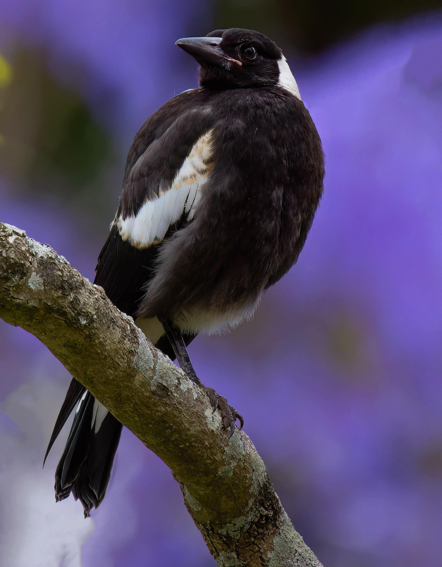 Magpies in Spring | Anna Mia Hansen